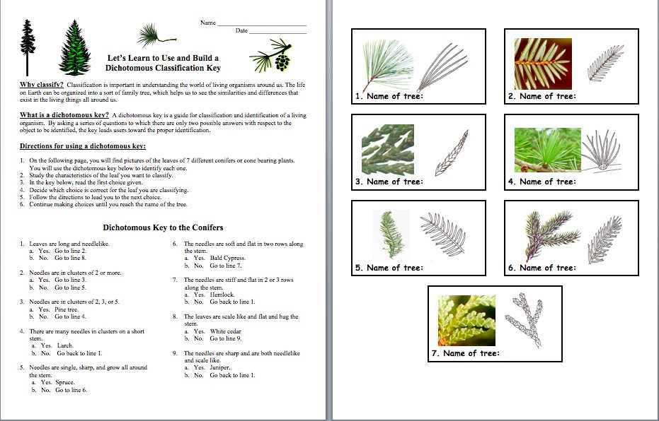 Dive into the world of dichotomous keys with the ultimate answer key ... Dive into the world of dichotomous keys with the ultimate answer key ...